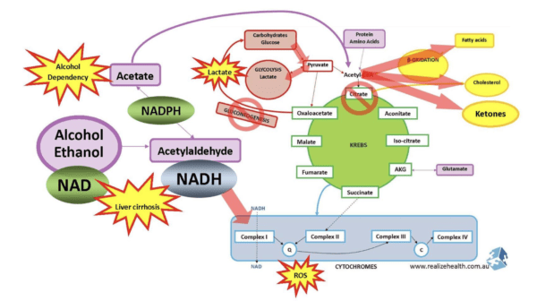 The impact of Alcohol on your Body - KCH Nutrition | Katherine Caris ...